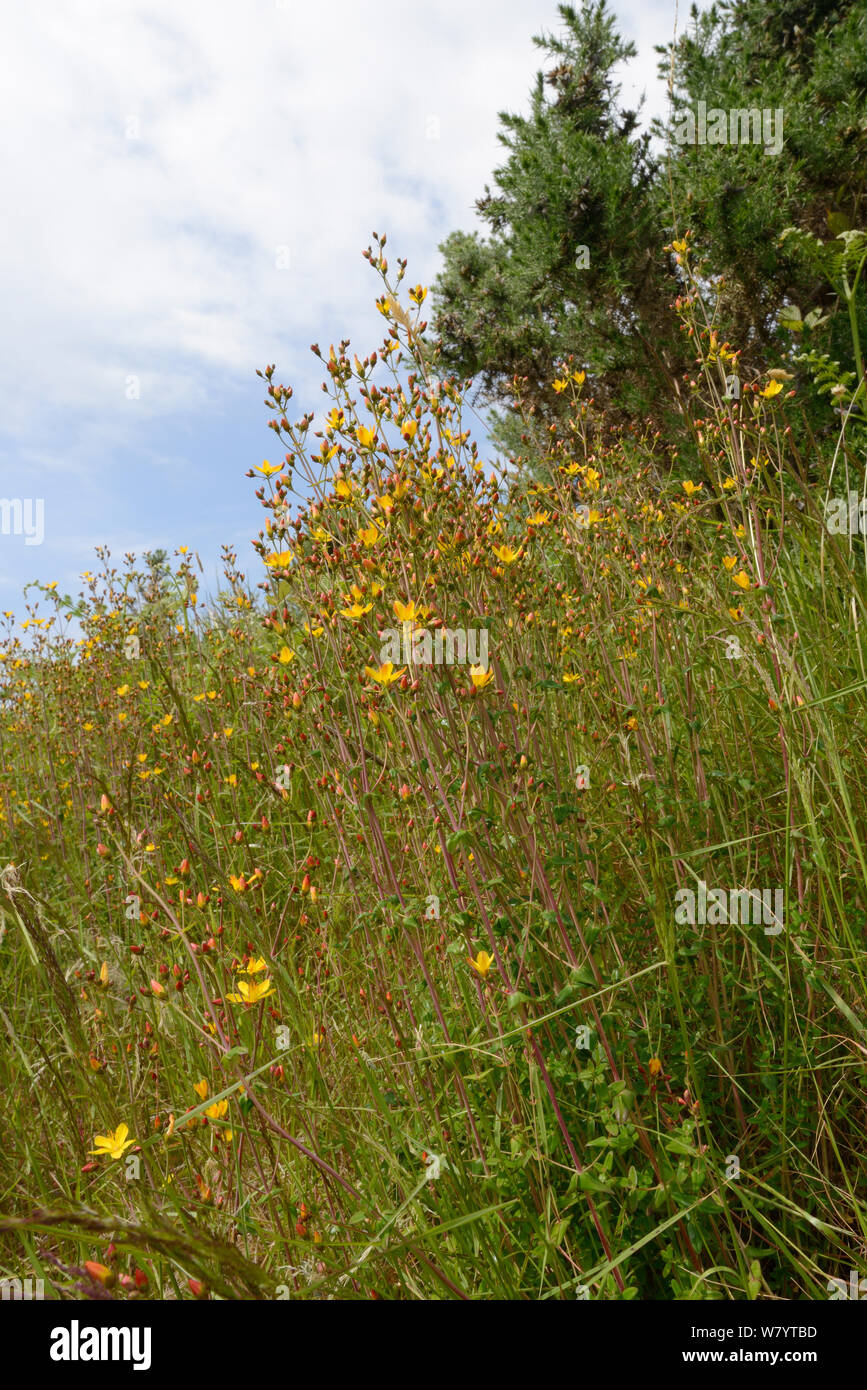 Kilkhampton hi-res stock photography and images - Alamy