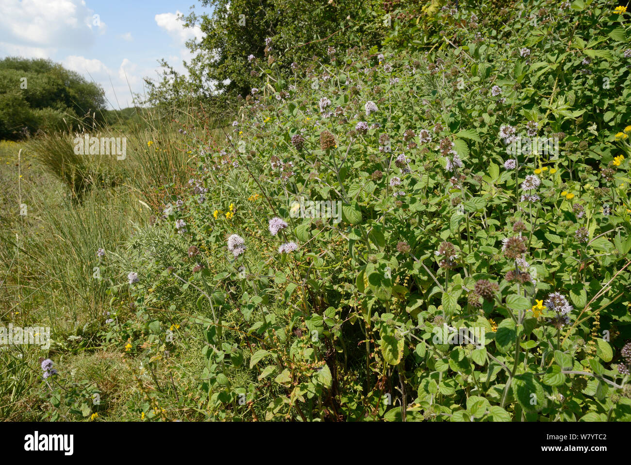 Dense clump of Water mint (Mentha aquatica) flowering on the edge of a ...