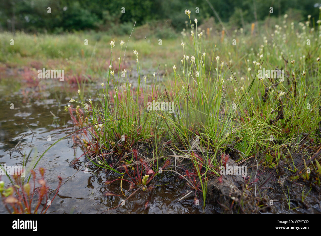 White beak-sedge (Rhynchospora alba) clump flowering in a boggy pool ...