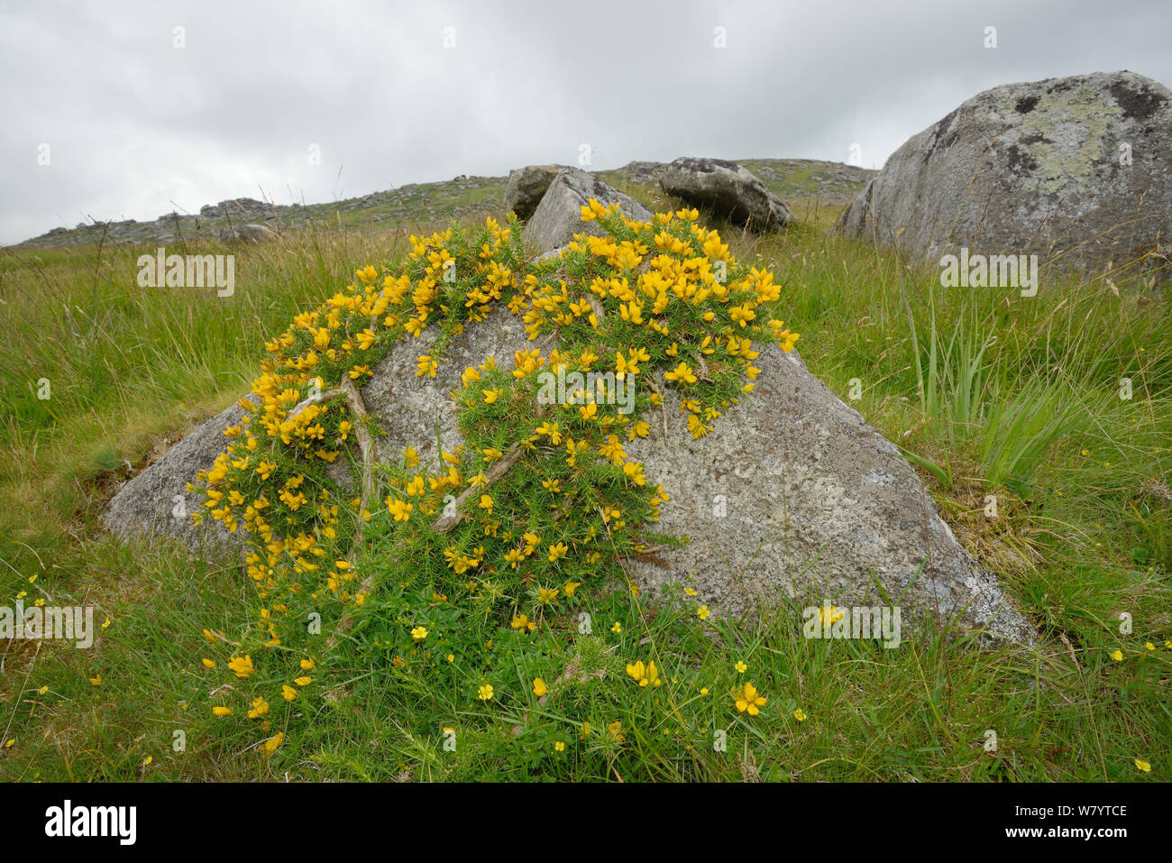 Western Gorse (Ulex gallii) bush growing on a large granite boulder ...