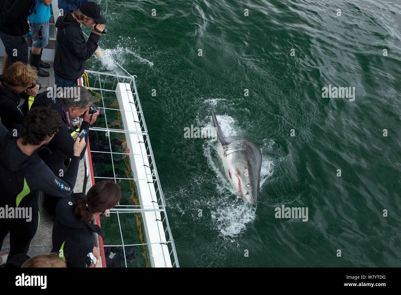 Underwater cages hi-res stock photography and images - Alamy