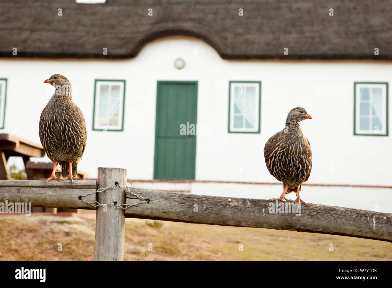 South africa cape spurfowl francolin hi-res stock photography and ...