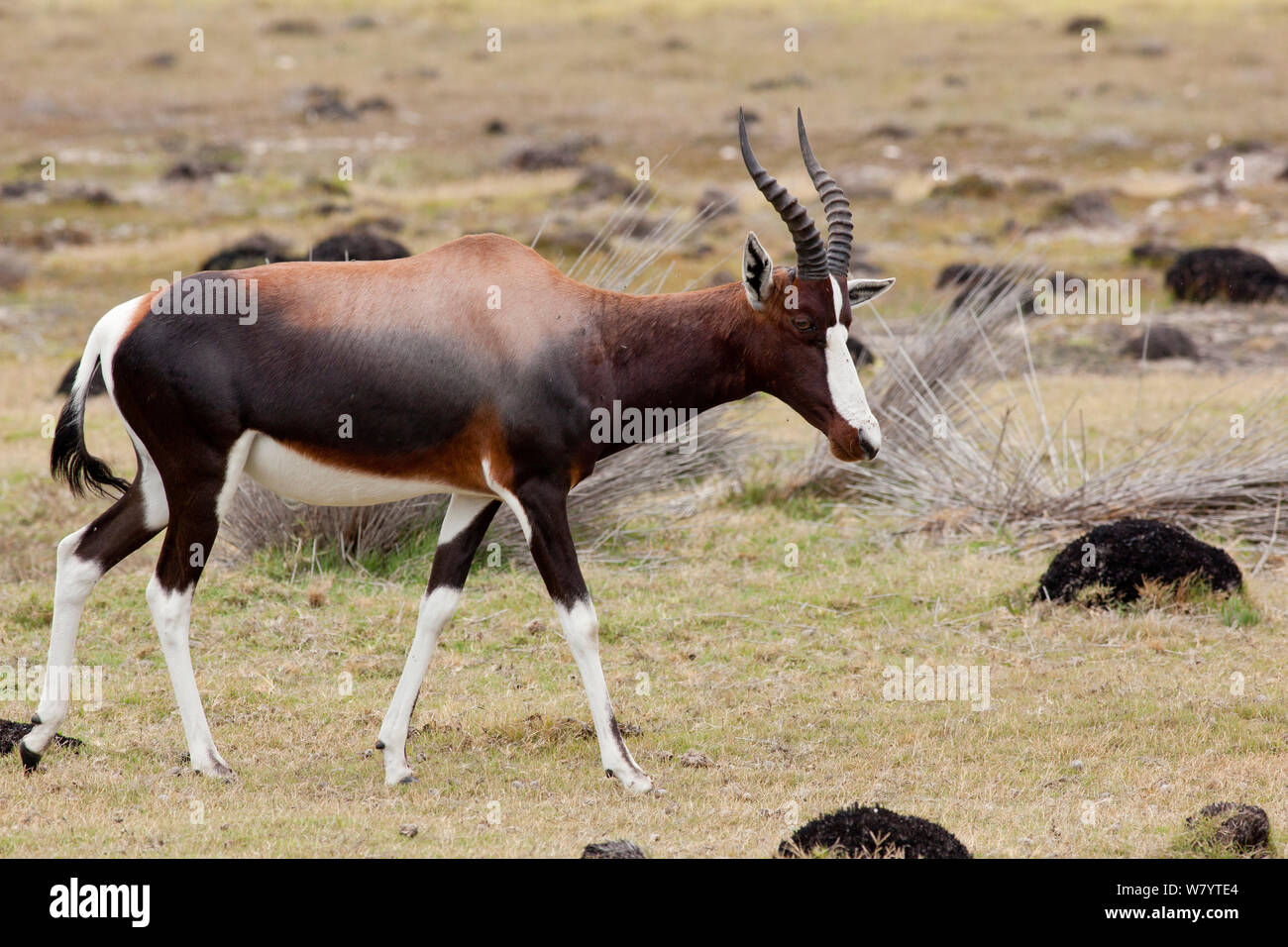 Bontebok Fighting