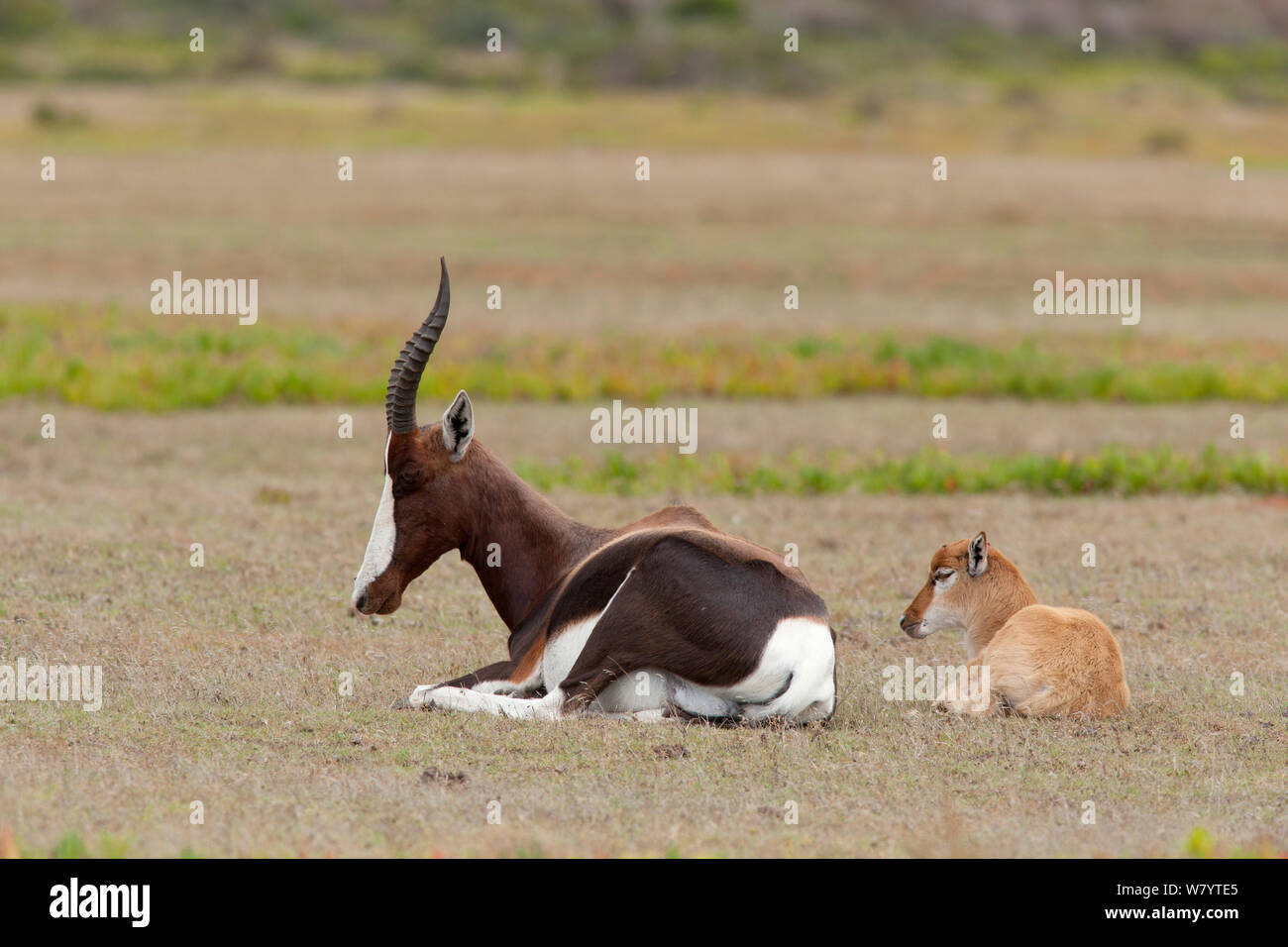 Bontebok Fighting