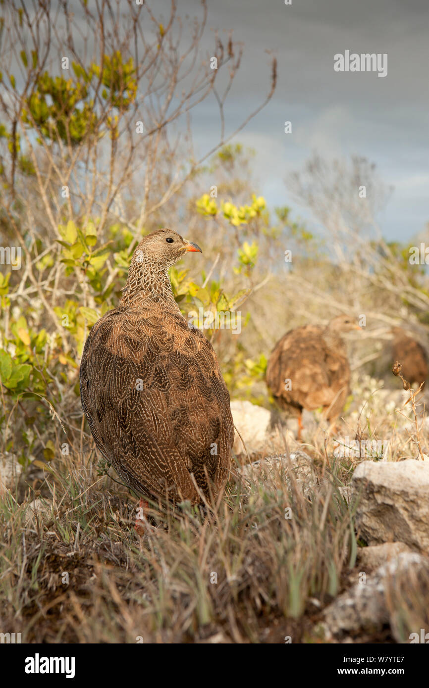 South africa cape spurfowl francolin hi-res stock photography and ...