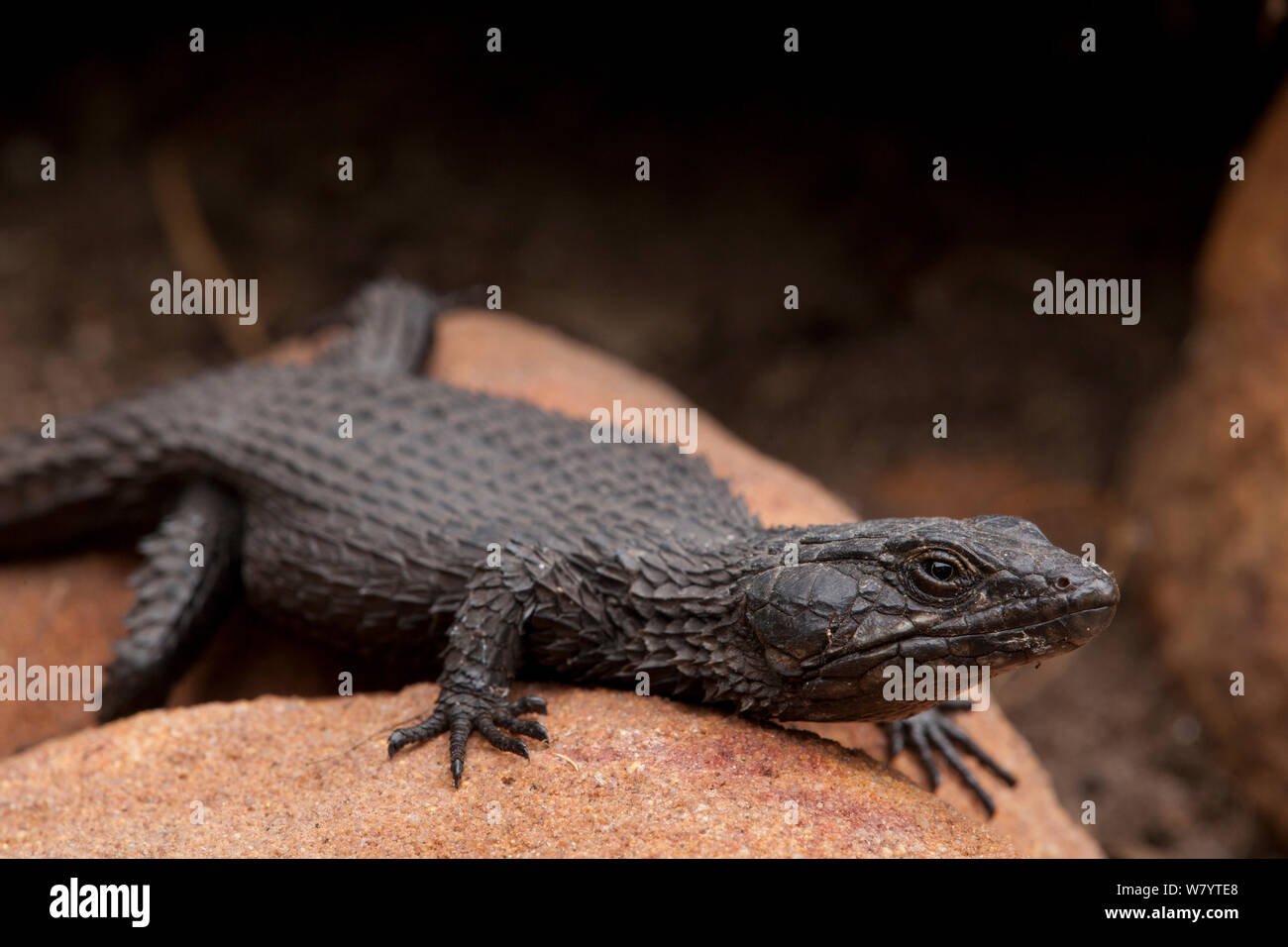 Black girdled lizard (Cordylus niger) on rock, Cape Peninsula, South ...