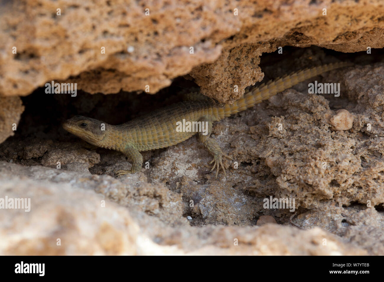 Cordylus tasmani hi-res stock photography and images - Alamy