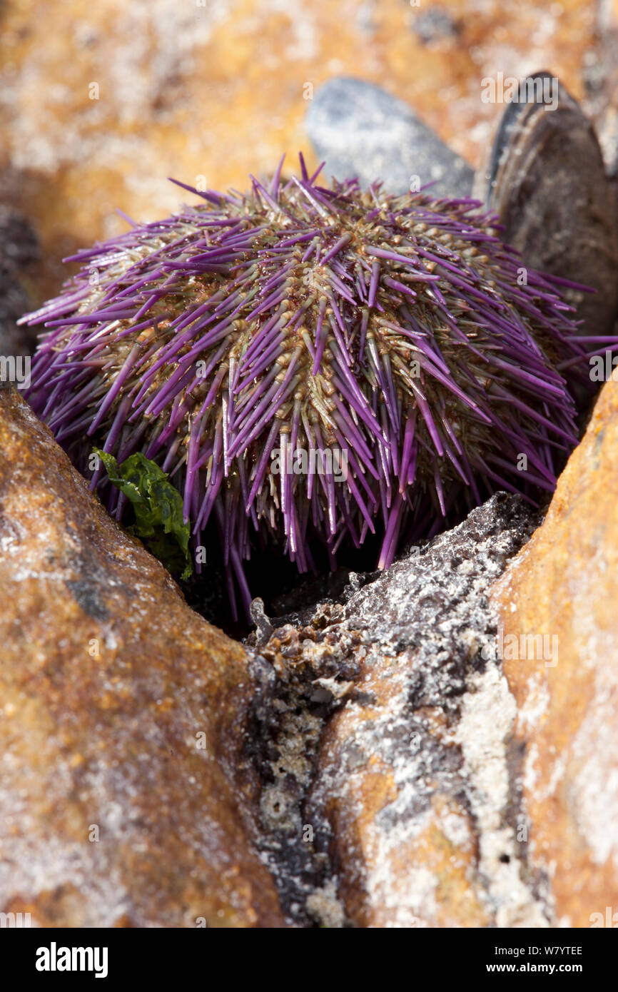 Phylum Echinodermata Echinus
