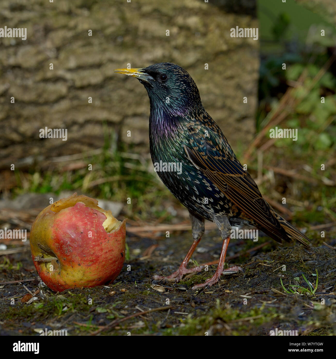 Common starling (Sturnus vulgaris) feeding on apple, Vendee, France ...