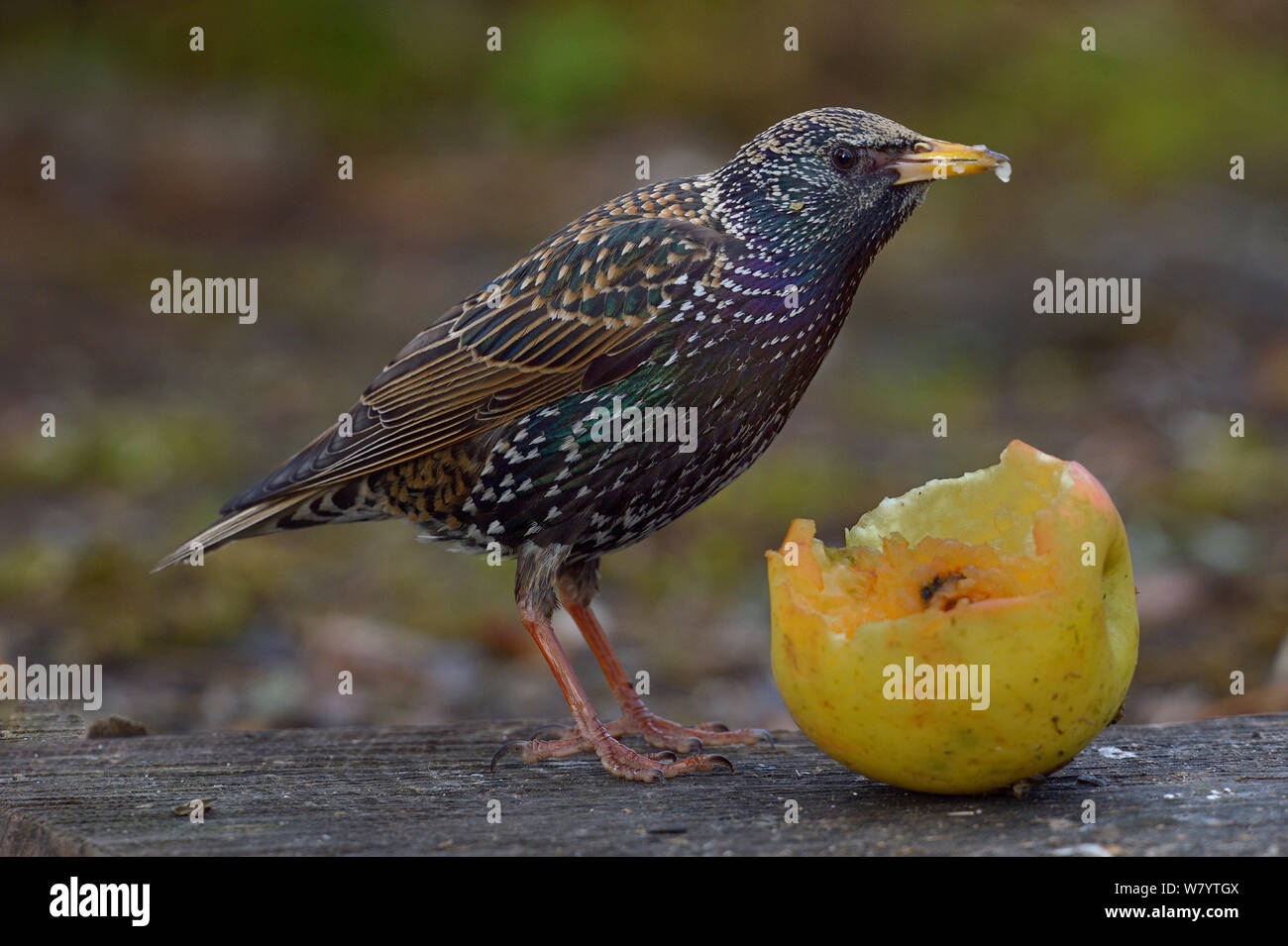 Common starling (Sturnus vulgaris) feeding on apple, Vendee, France ...