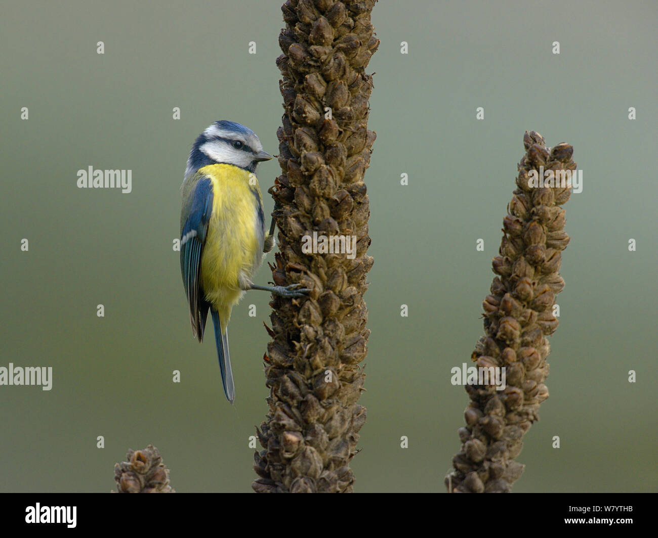 Blue tit (Cyanistes caeruleus) on mullein seed head, West France ...