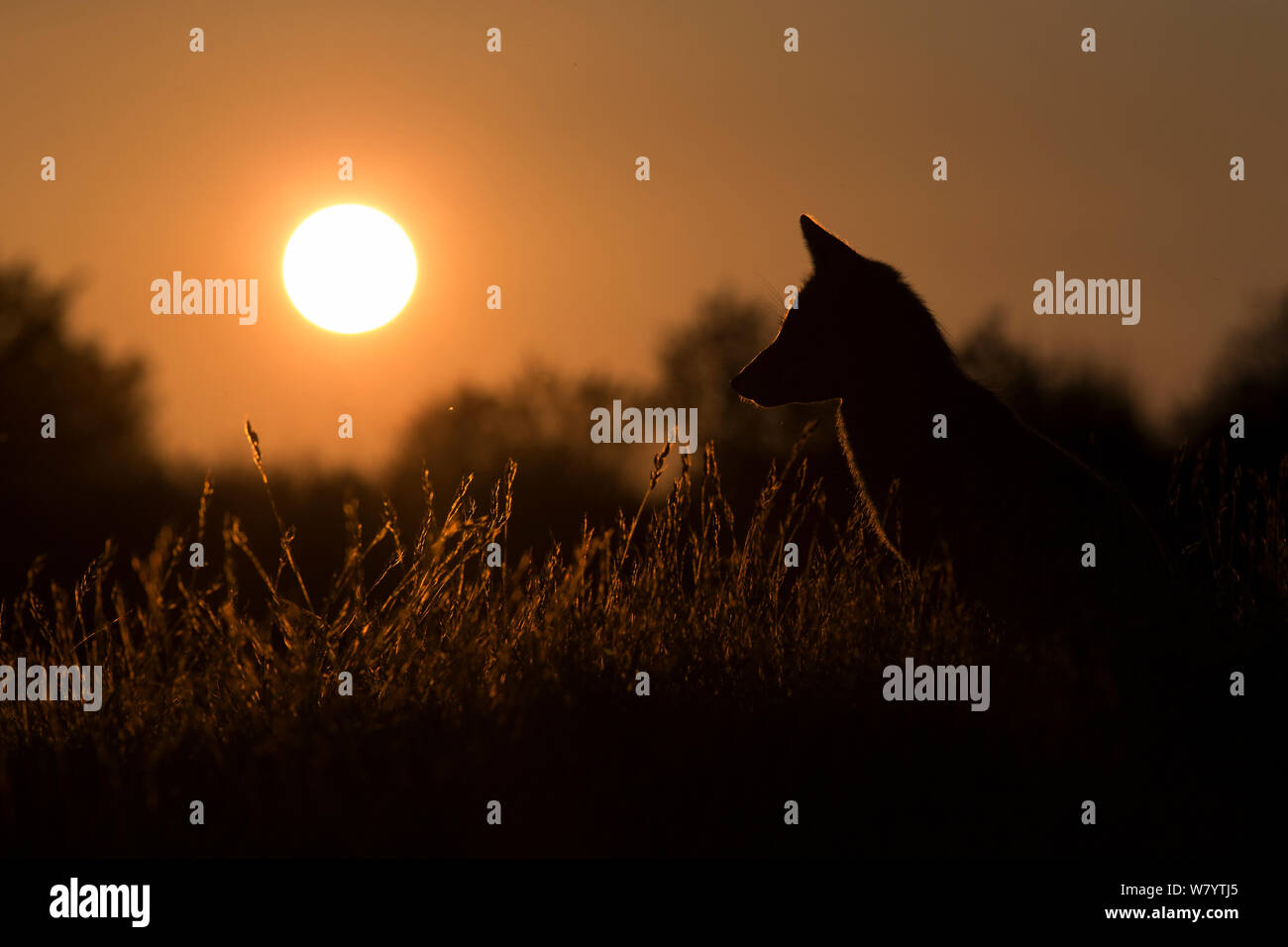 European red fox (Vulpes vulpes crucigera) backlit at sunset in grass ...