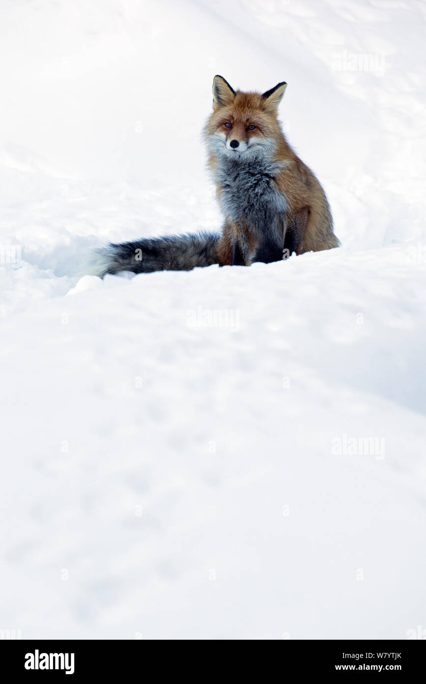 Alpine fox hi-res stock photography and images - Alamy