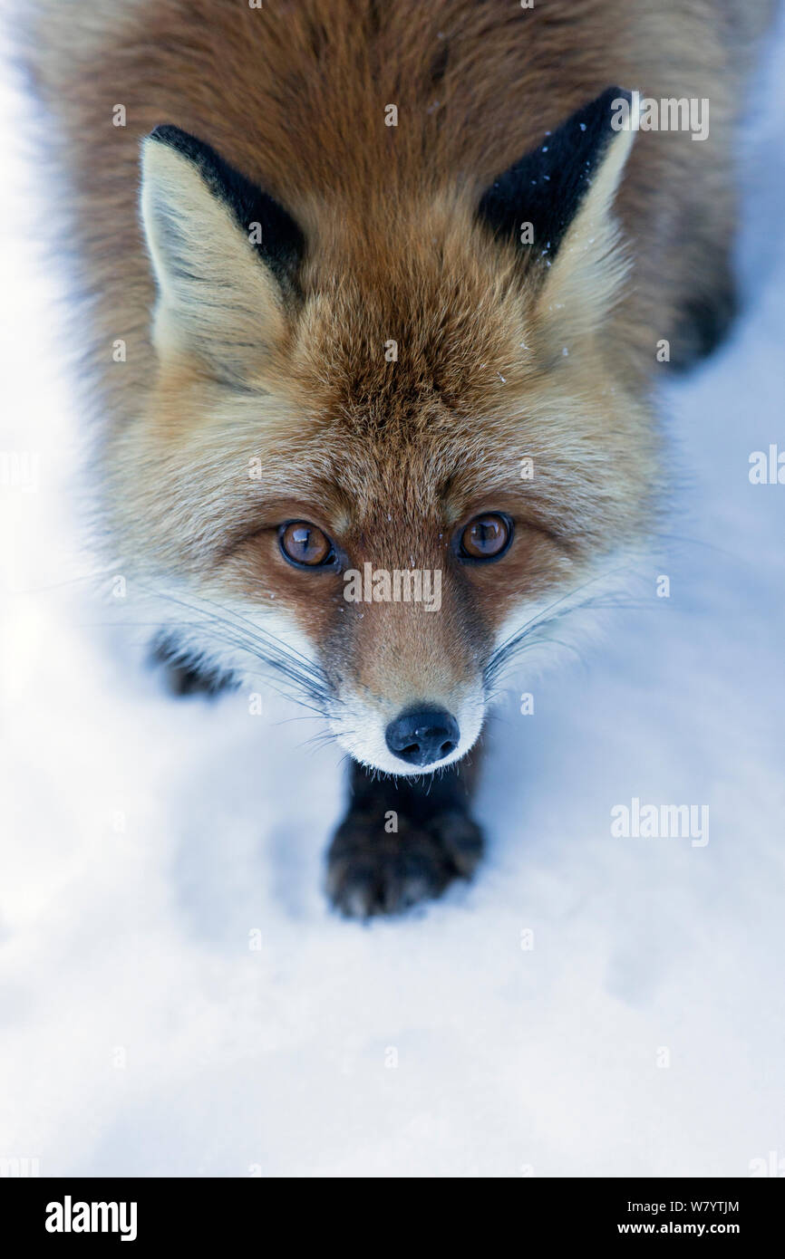 European red fox (Vulpes vulpes crucigera) portrait in deep snow. Gran ...