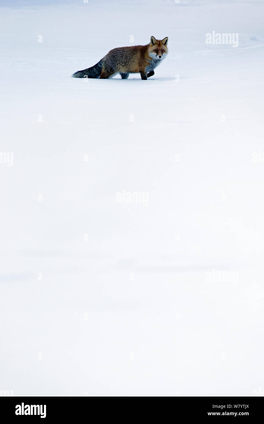 European red fox (Vulpes vulpes crucigera) walking in deep snow. Gran ...