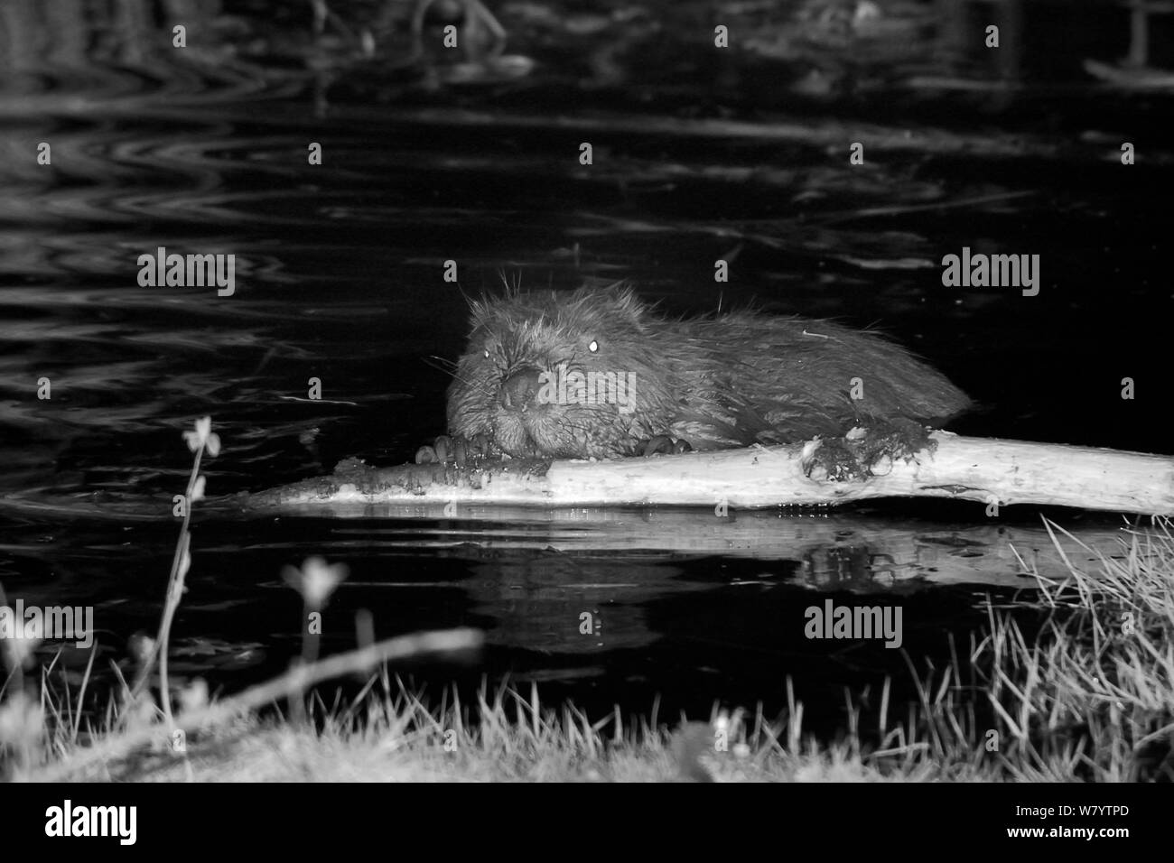 Beaver bite marks hi-res stock photography and images - Alamy