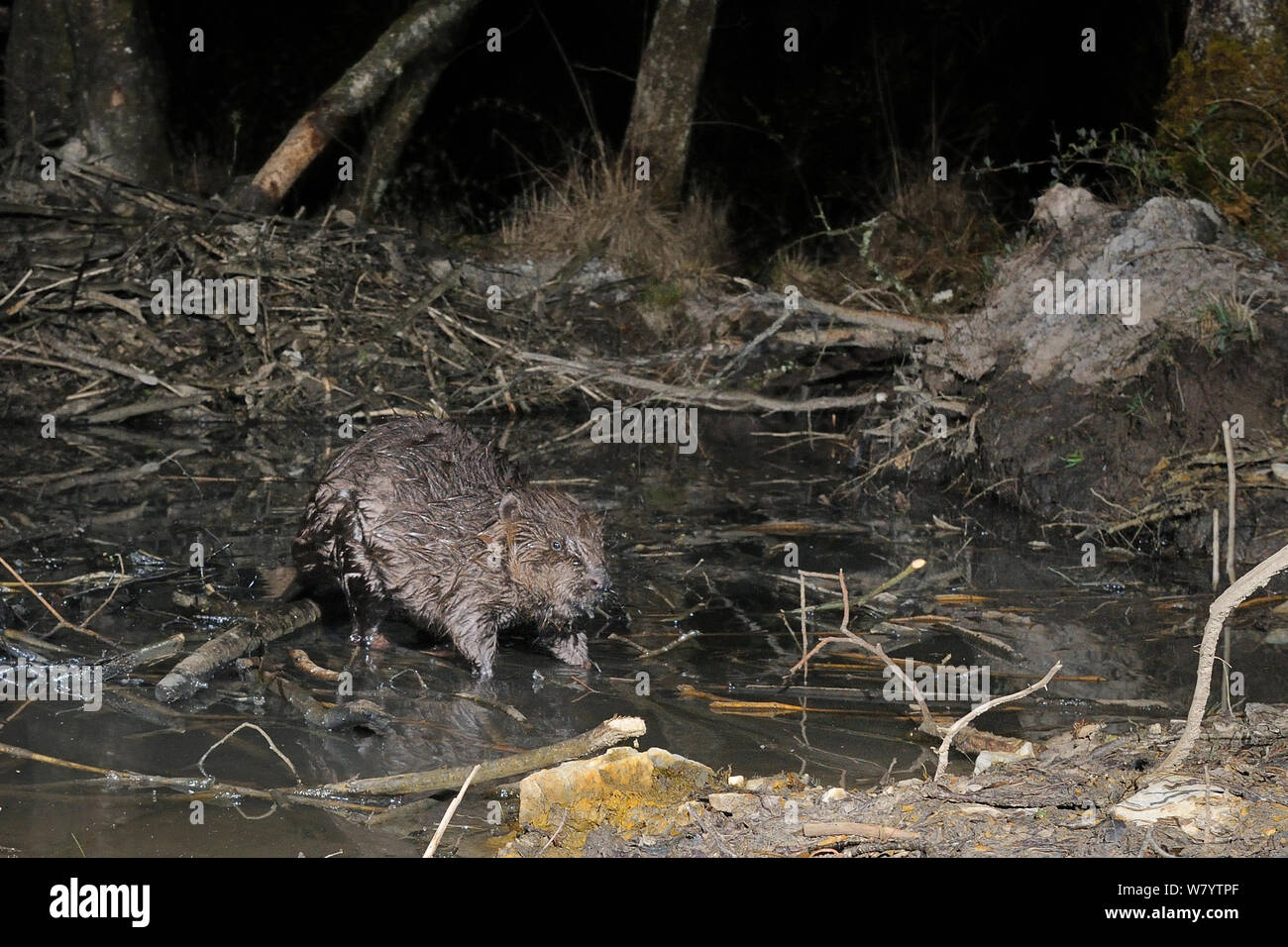 Female beaver hi-res stock photography and images - Alamy