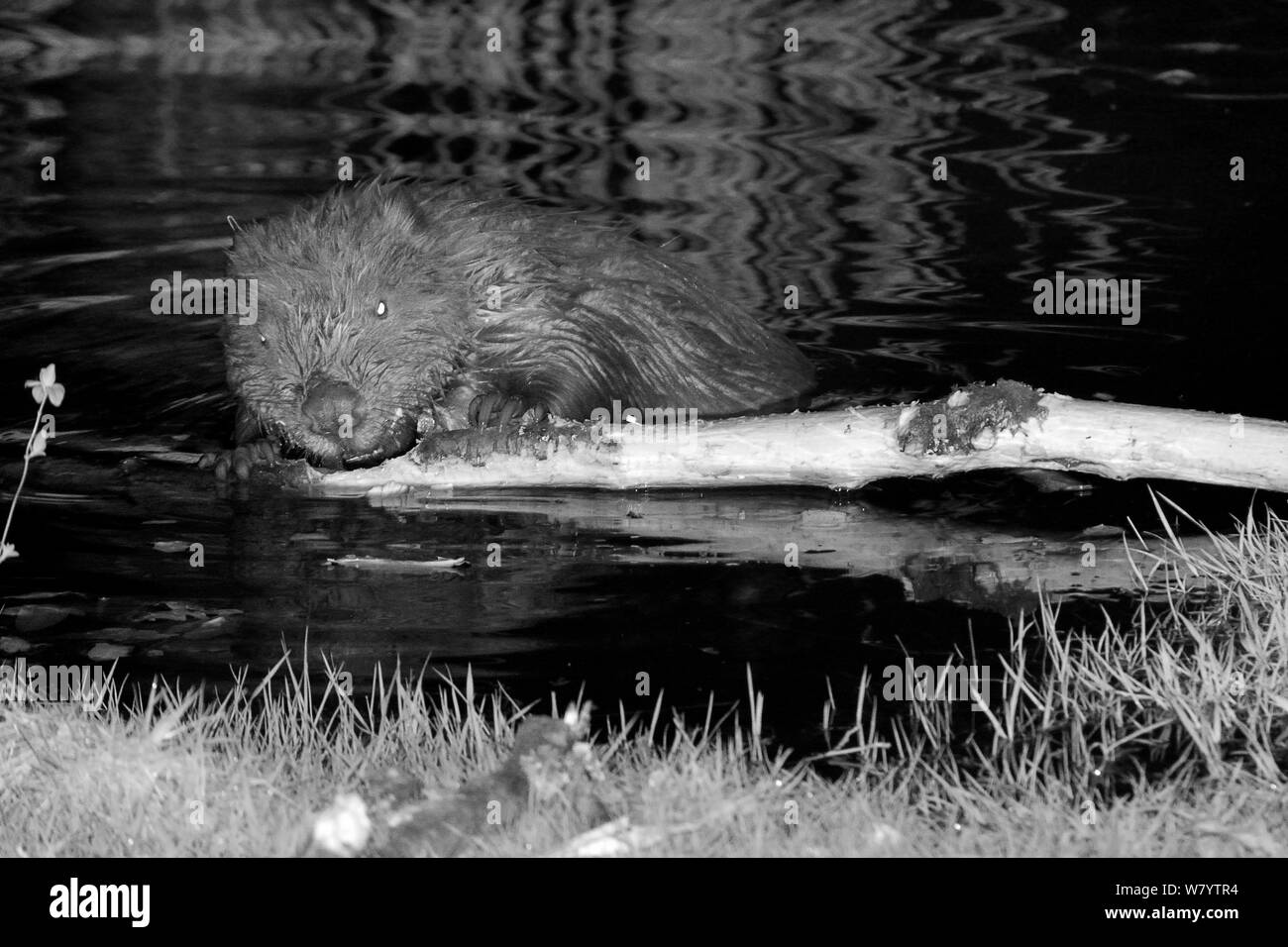 Eurasian beaver (Castor fiber) holding a branch and rolling it with its ...