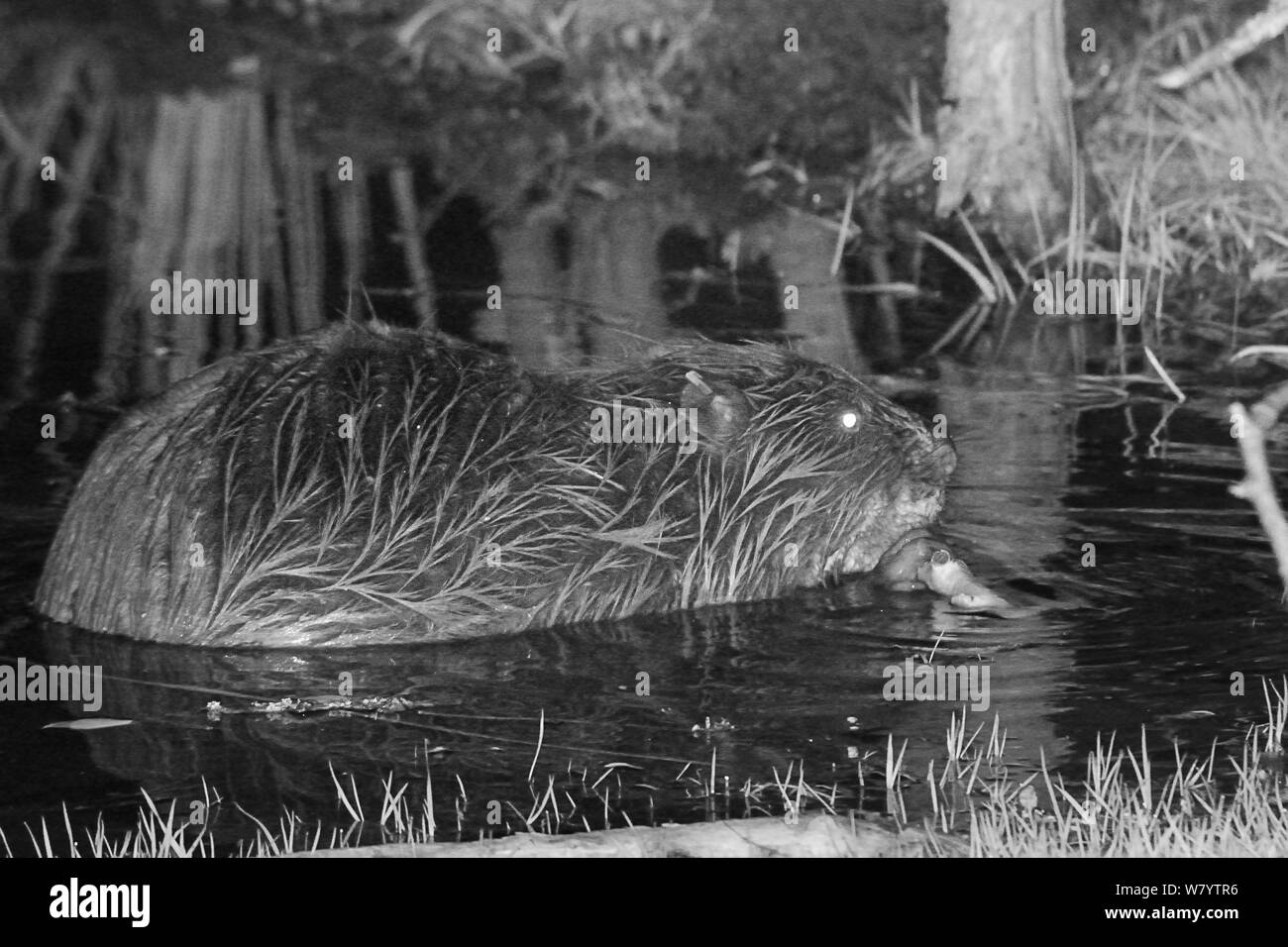 Eurasian beaver (Castor fiber) holding a stick in a front foot and ...