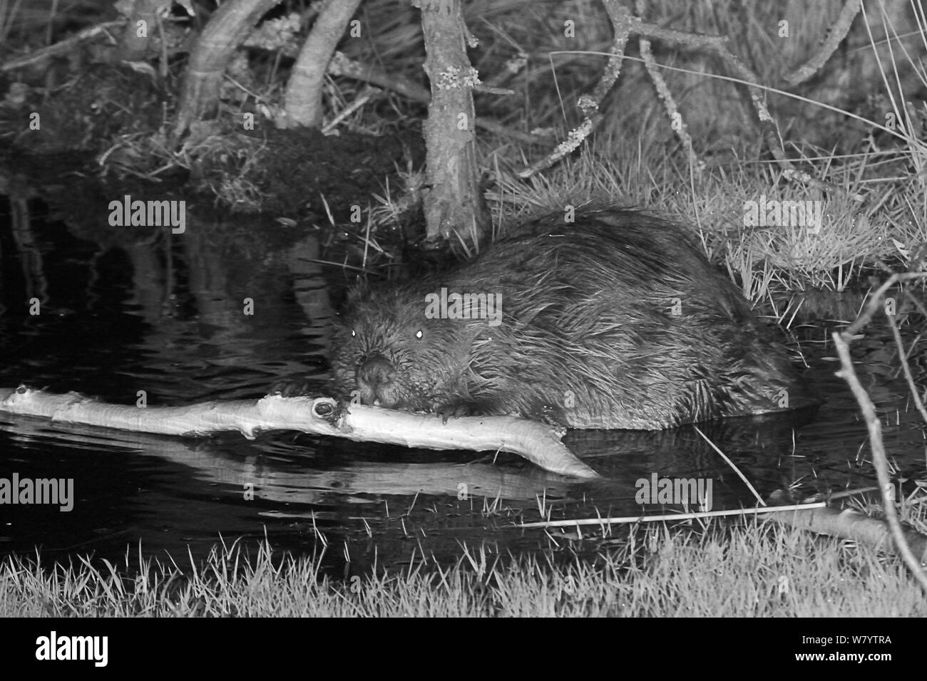 Eurasian beaver (Castor fiber) holding and rolling a cut branch with ...