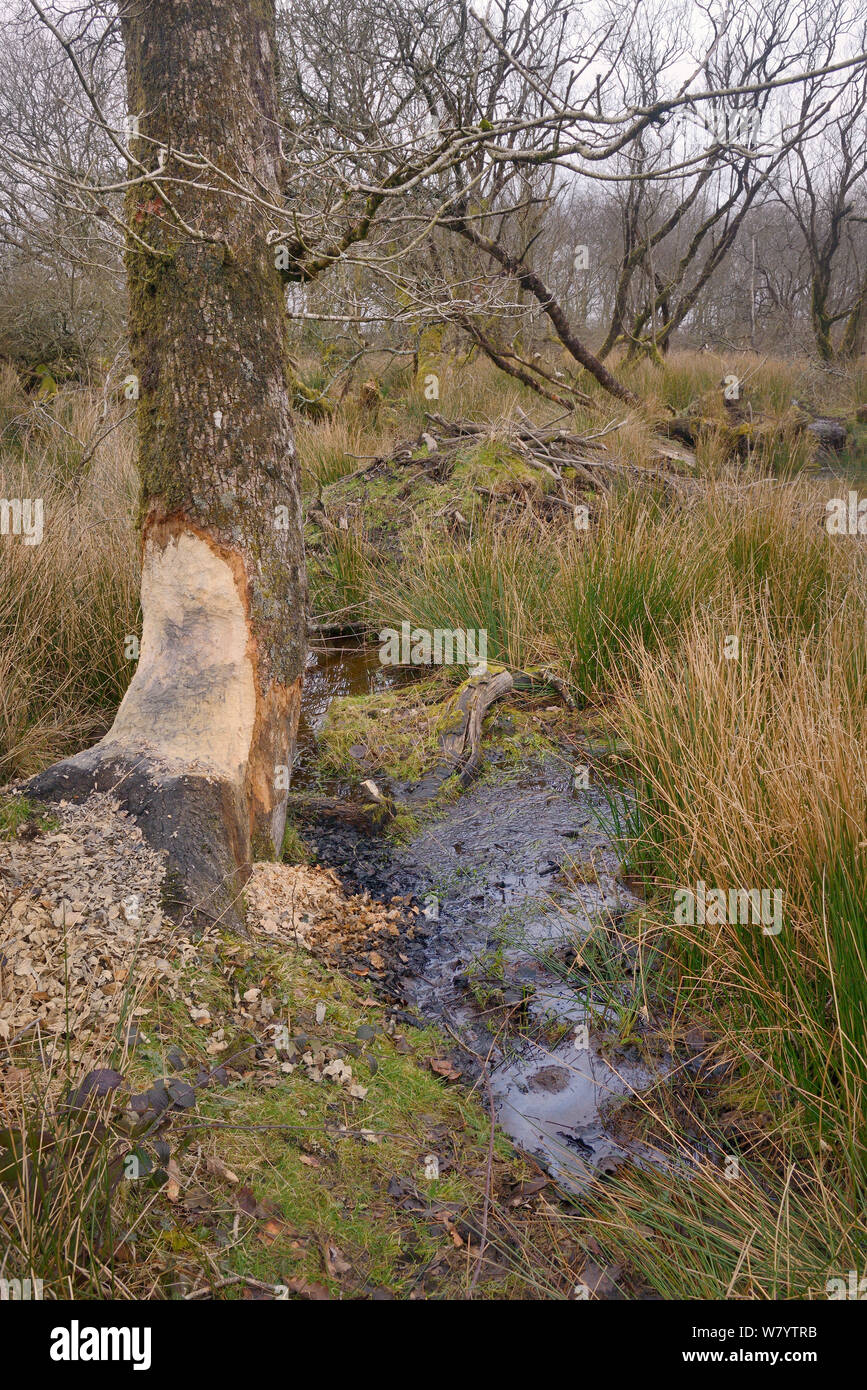 Salx hi-res stock photography and images - Alamy