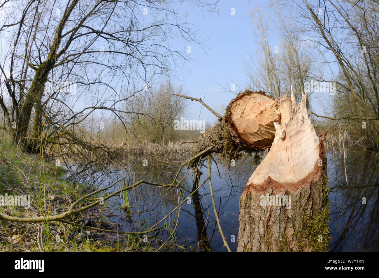 Young Willow tree (Salix sp.) felled by Eurasian beavers (Castor fiber ...