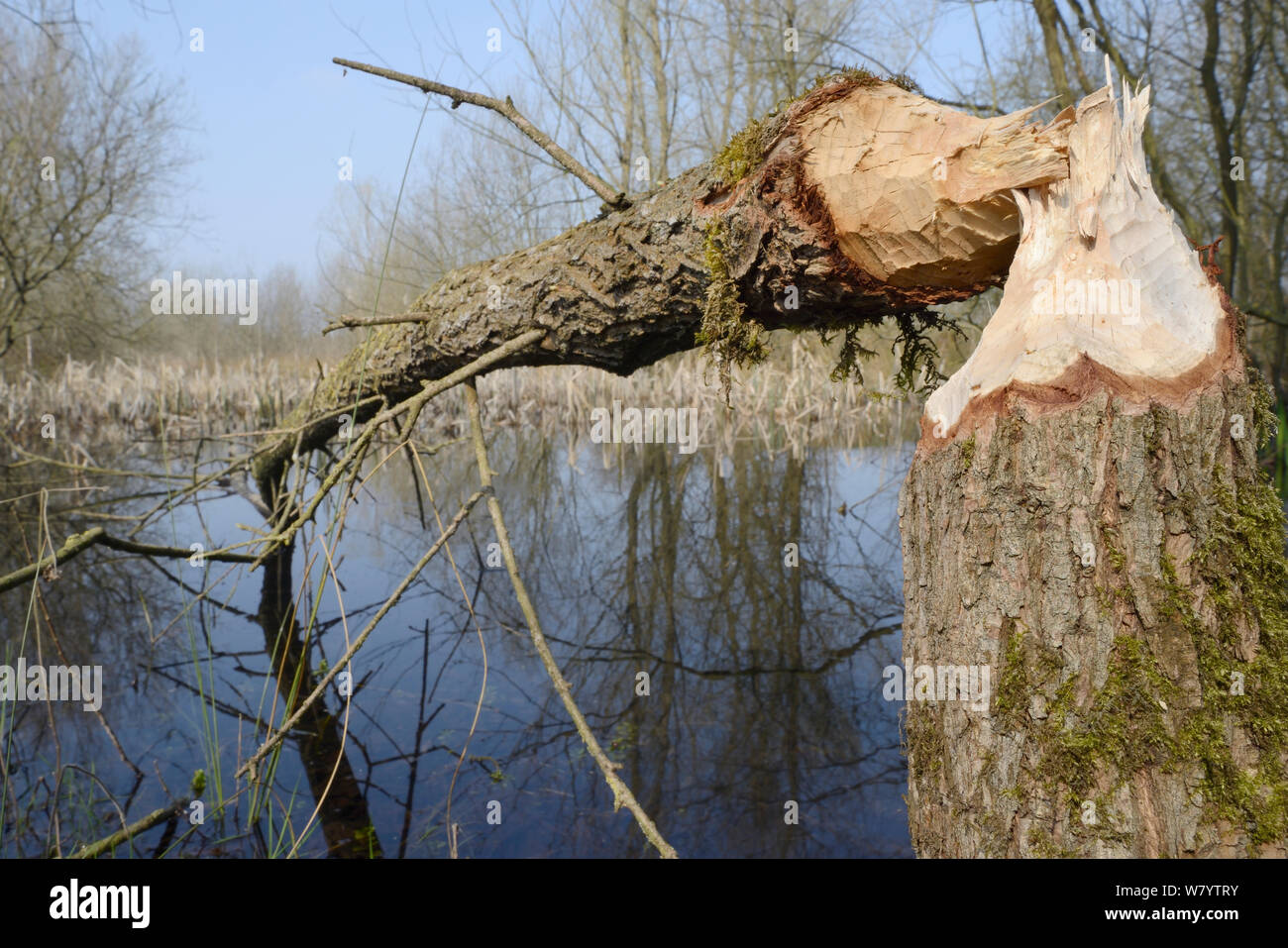 Salix sp willow hi-res stock photography and images - Alamy