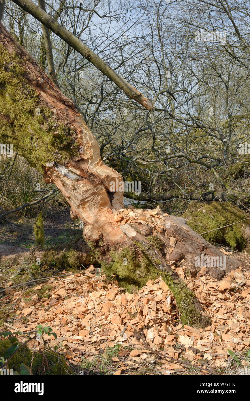 Willow tree (Salix sp.) heavily gnawed by Eurasian beavers (Castor ...