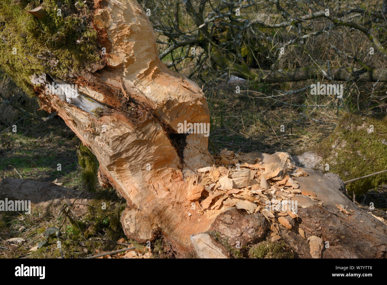 Willow tree (Salix sp.) trunk heavily gnawed by Eurasian beavers ...