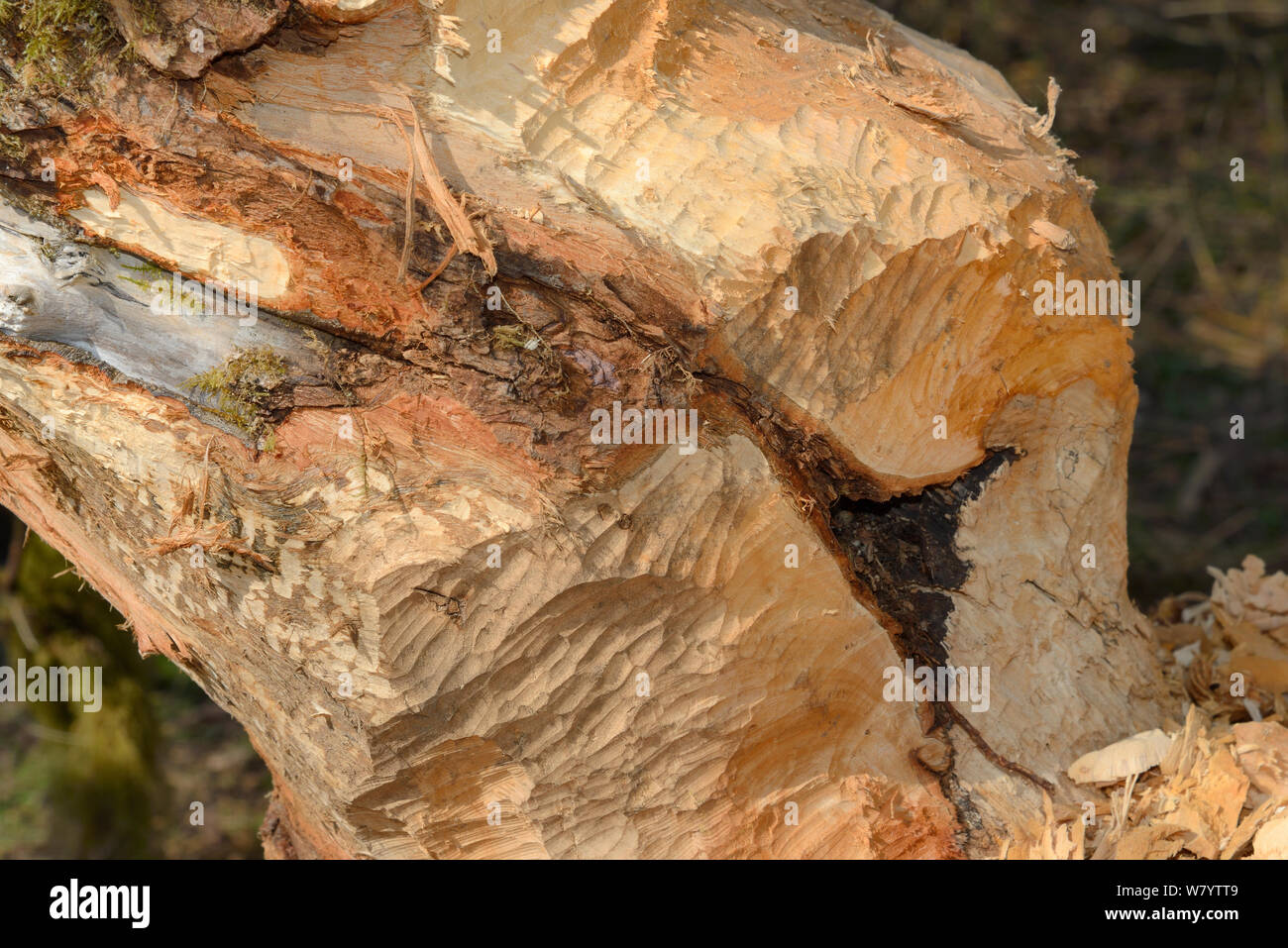 Heavily bitten hi-res stock photography and images - Alamy