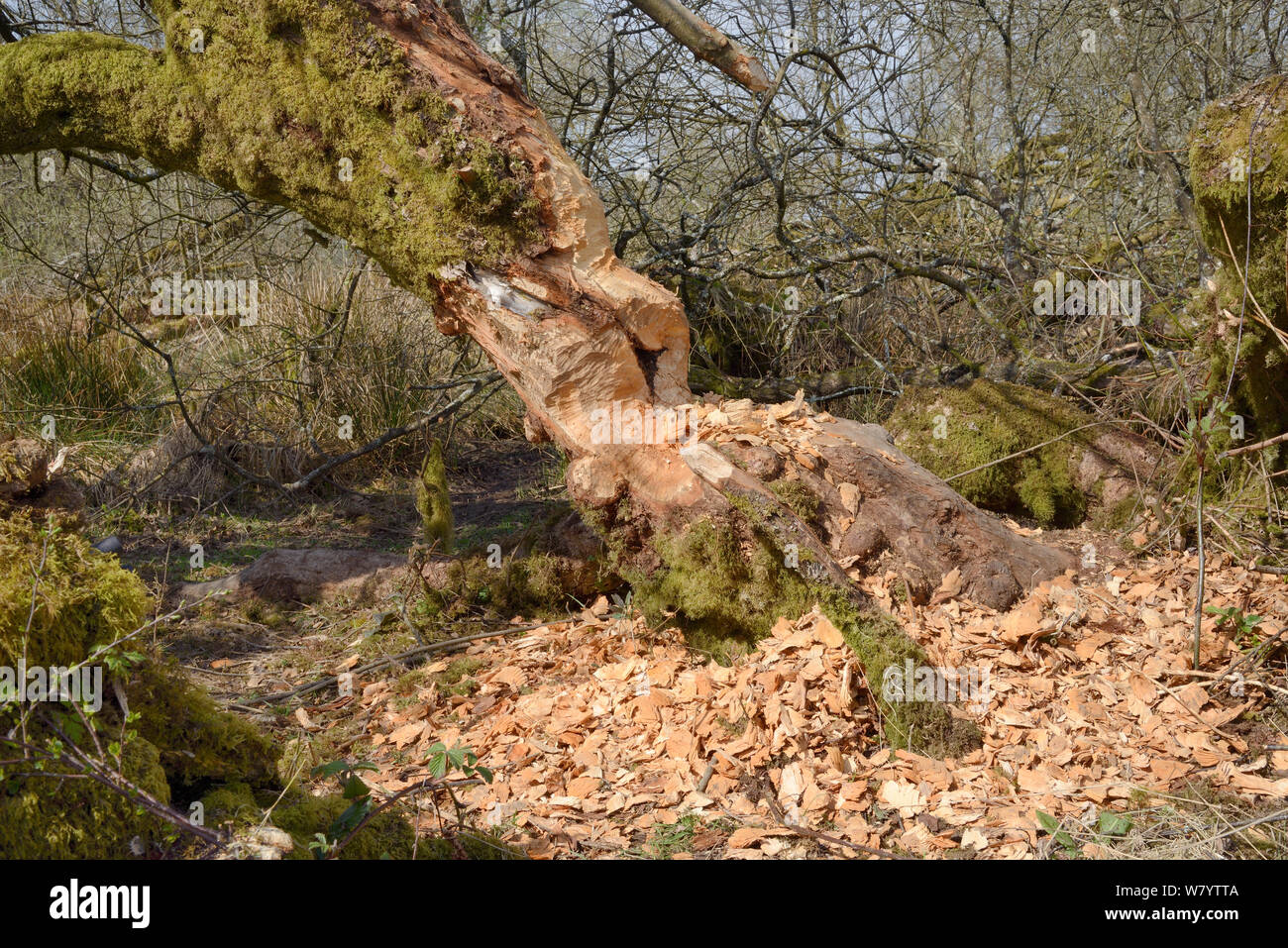 Willow tree (Salix sp.) heavily gnawed by Eurasian beavers (Castor ...