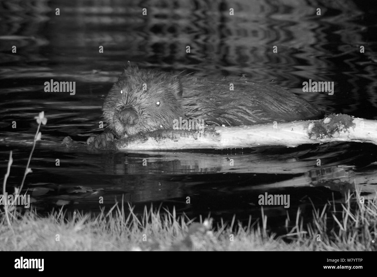 Eurasian beaver (Castor fiber) holding a branch and rolling it with its ...