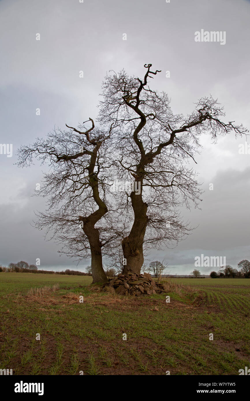 English oak (Quercus robur) trees in winter field, Herefordshire, UK ...