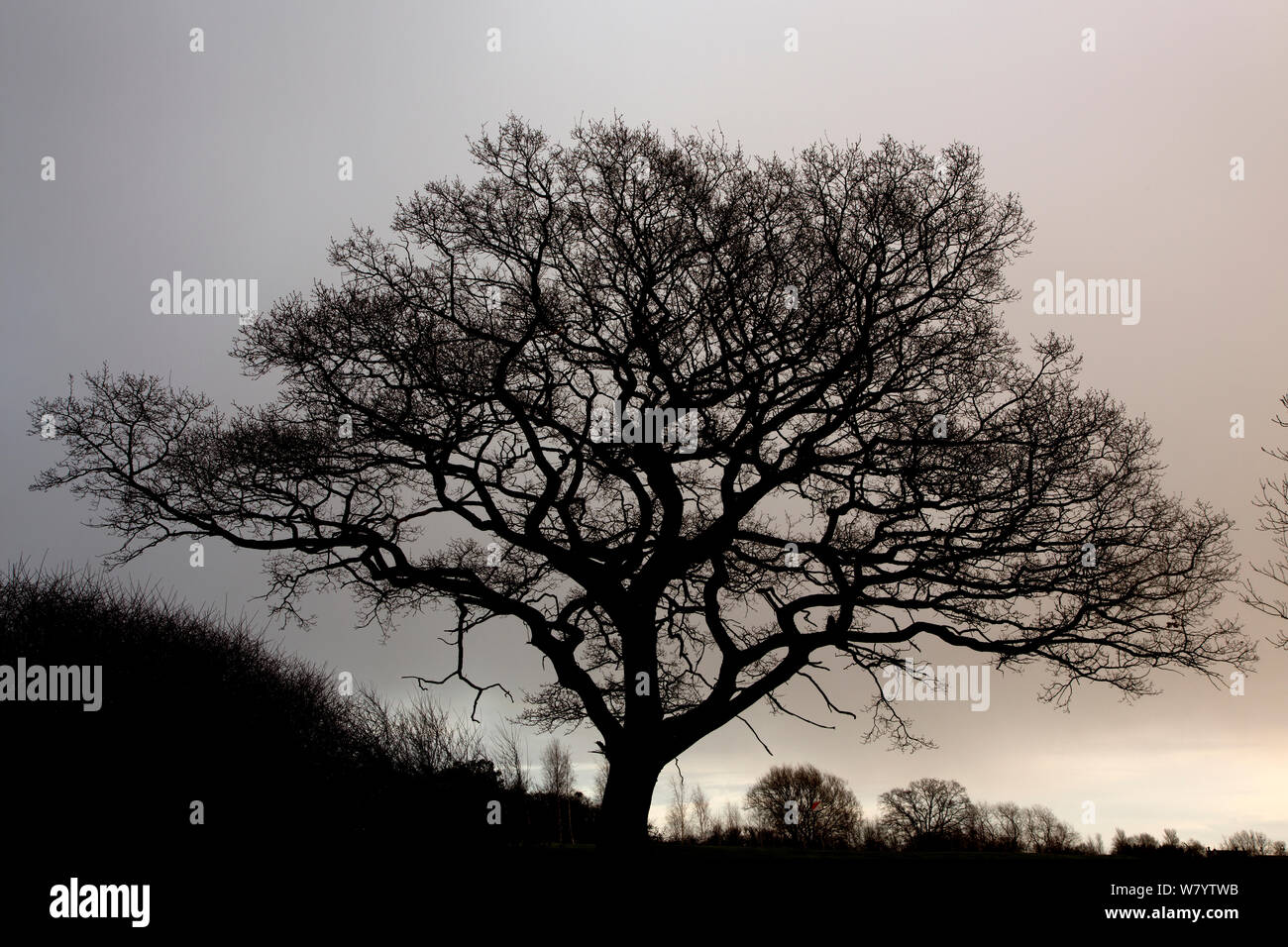 English oak tree in winter hi-res stock photography and images - Alamy