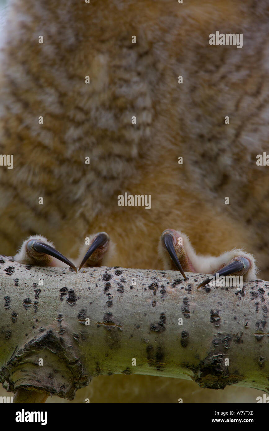 Great horned owl talons hi-res stock photography and images - Alamy