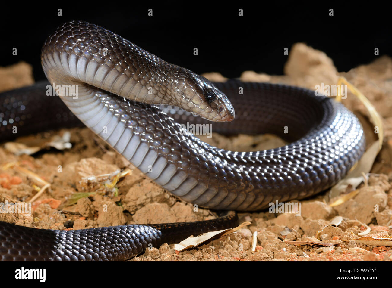 Desert cobra (Walterinnesia aegyptia) captive, occurs in the Middle ...