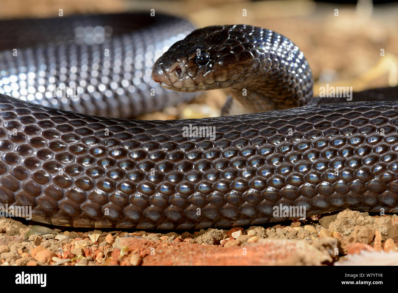 Black desert cobra walterinnesia aegyptia hi-res stock photography and ...