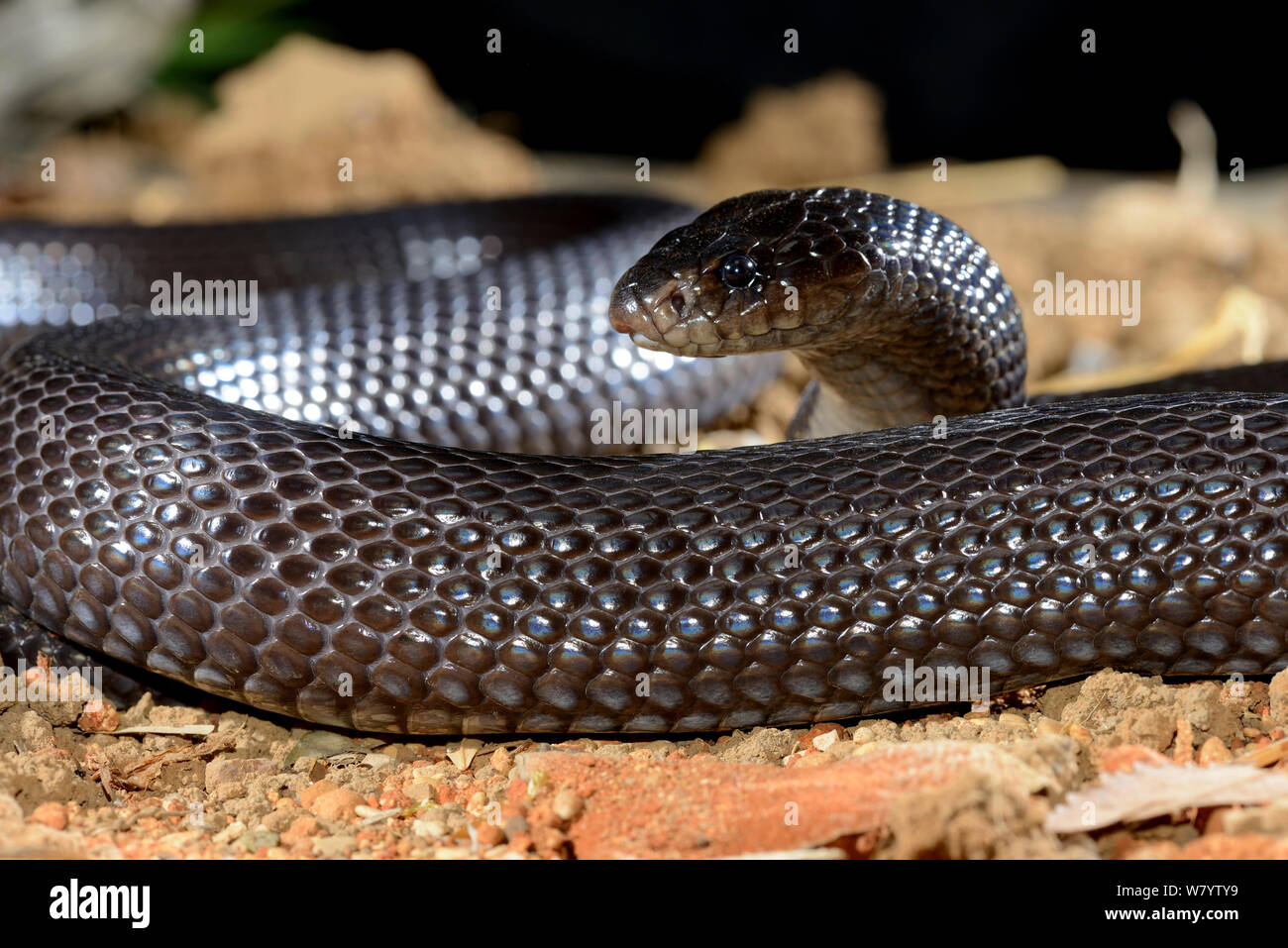 Black desert cobra hi-res stock photography and images - Alamy