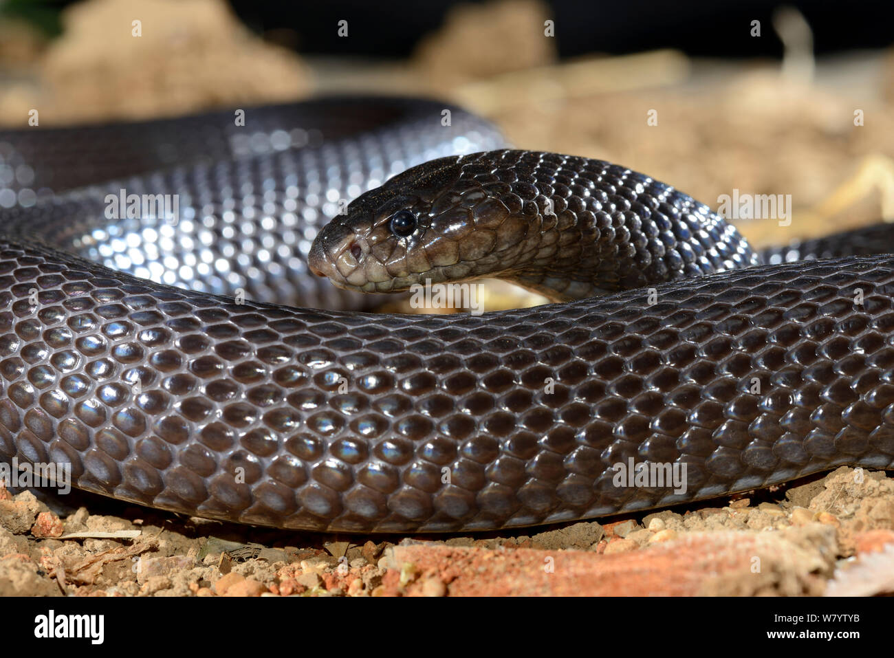 Desert cobra (Walterinnesia aegyptia) captive, occurs in the Middle ...