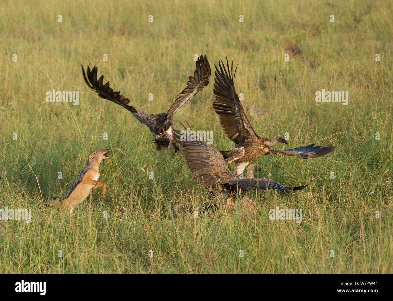 Jackal fight hi-res stock photography and images - Alamy