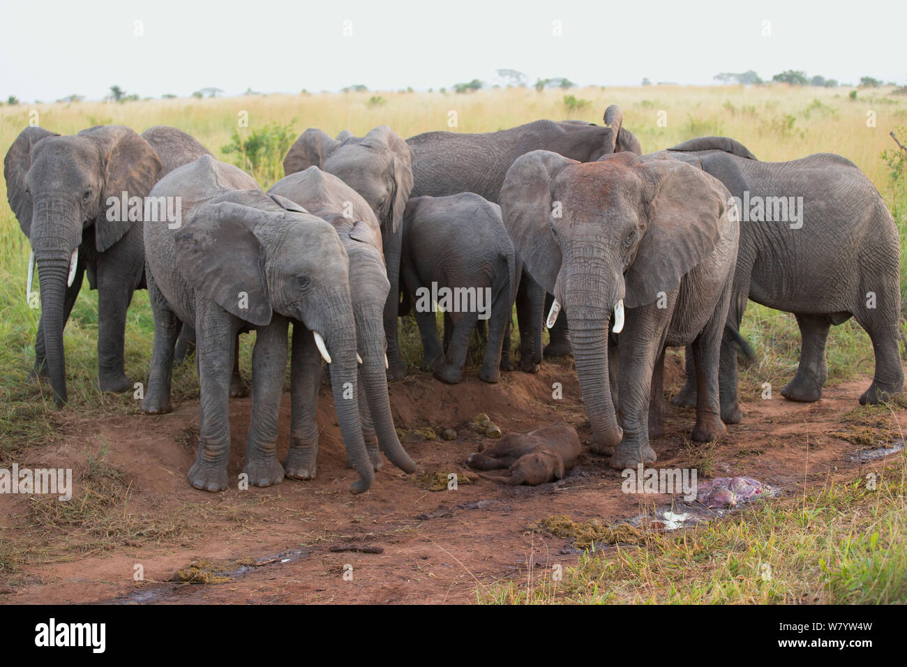 Stillborn Elephant