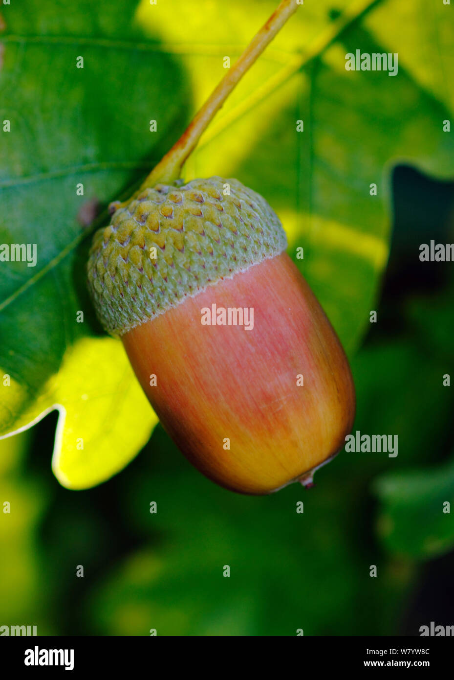 Pendunculate / English oak tree (Quercus robur) acorn, South-west ...