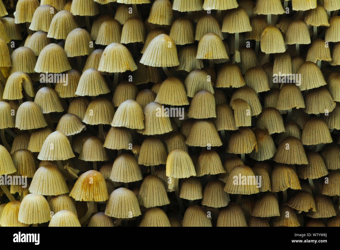 Trooping crumble cap / Fairy bonnets fungi (Coprinus disseminatus ...