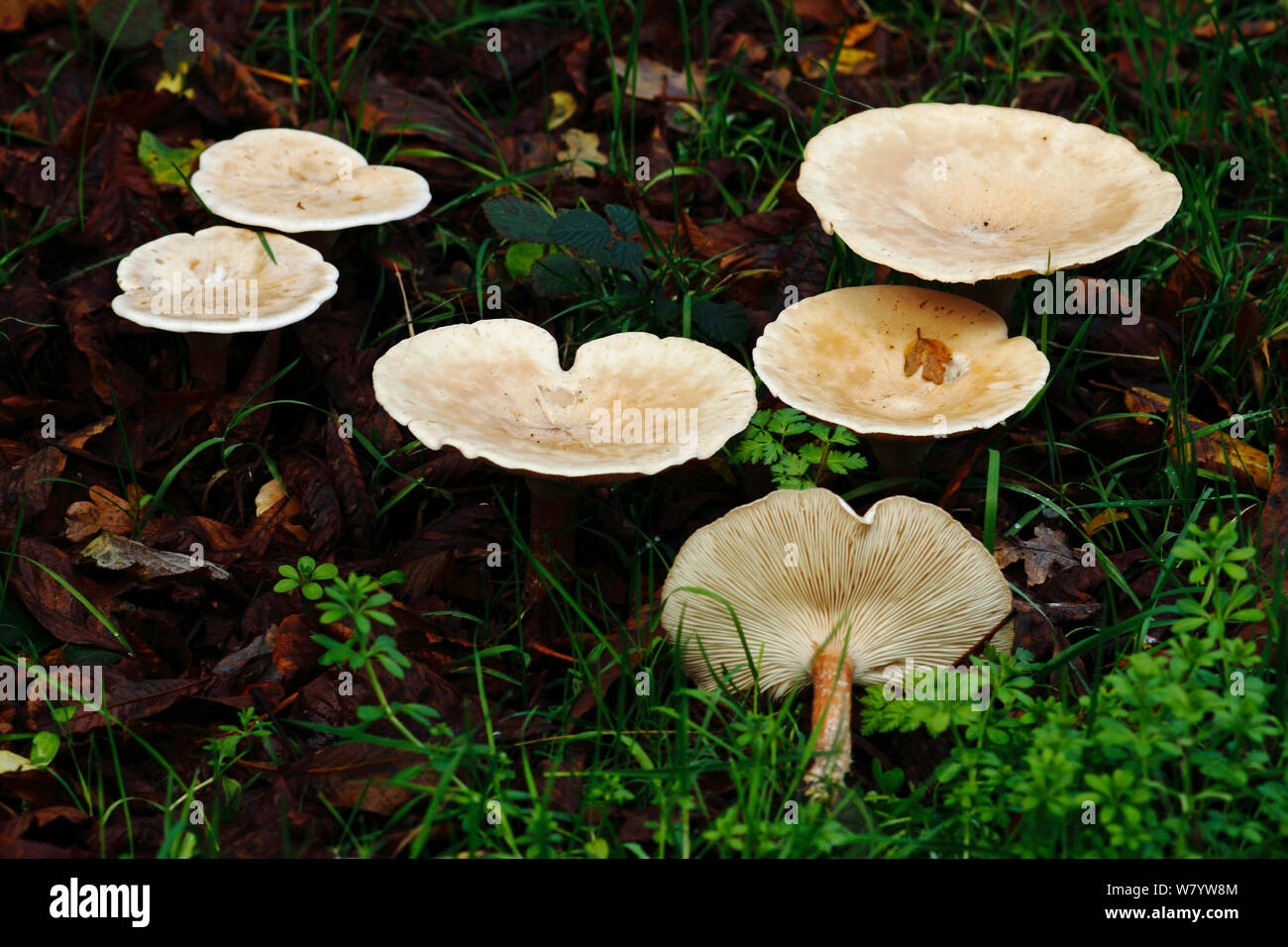 Common funnel fungi (Clitocybe gibba) South-west London, UK, November ...