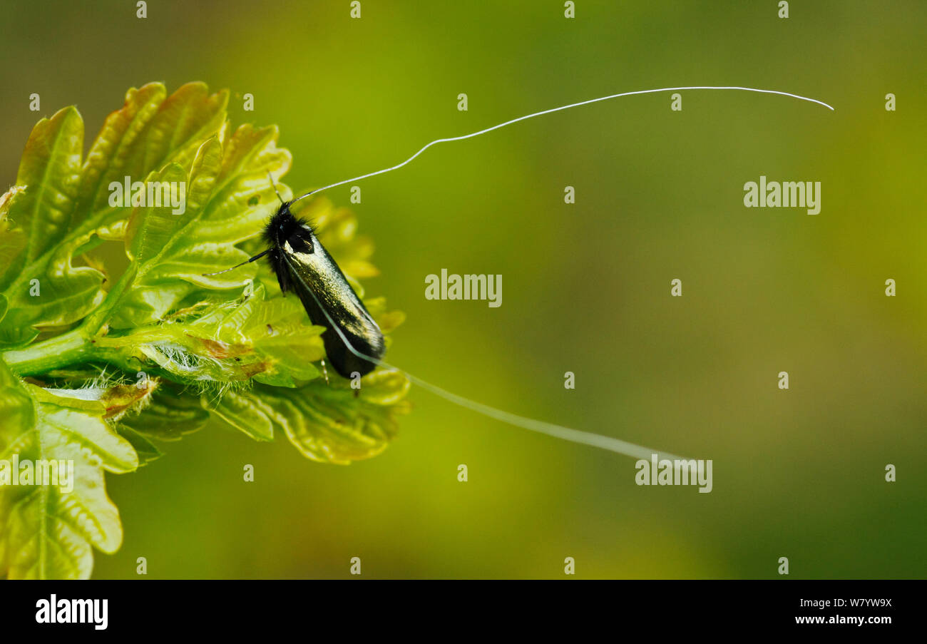 Longhorn moth hi-res stock photography and images - Alamy