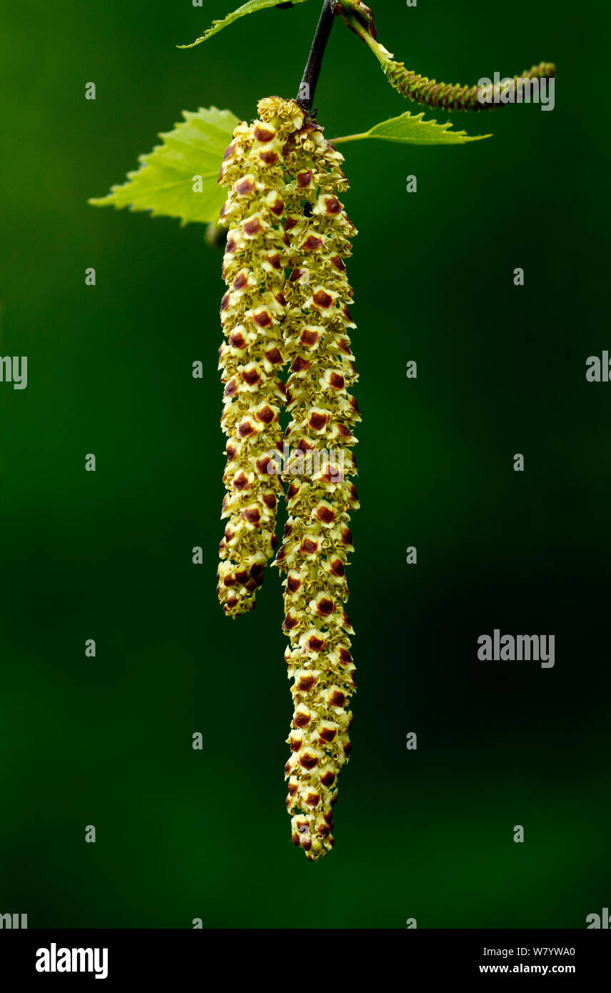 Silver birch catkins (Betula pendula) male and female, South-west ...