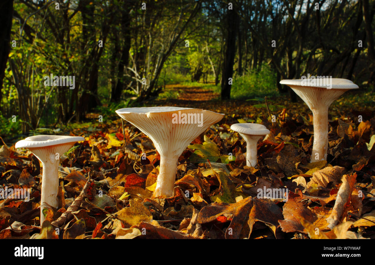 Trooping funnel fungus hi-res stock photography and images - Alamy