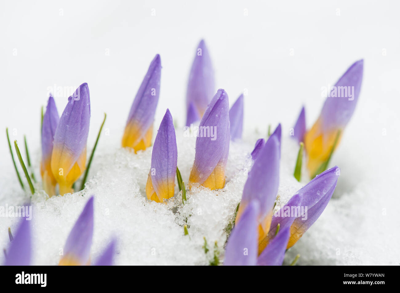 Firefly crocus (Crocus sieberi) flowers in snow, Bavaria, Germany ...