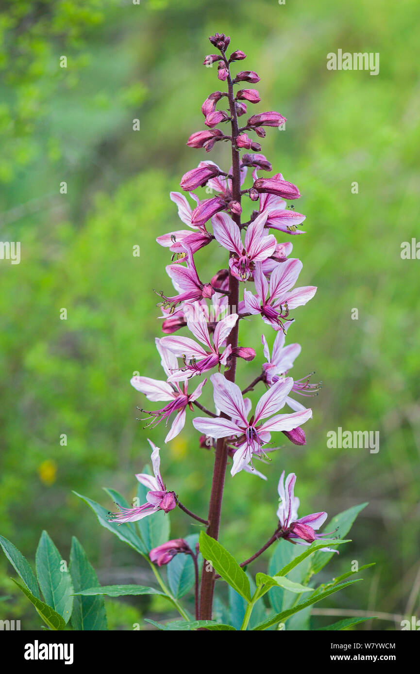 Dictamnus caucasicus hi-res stock photography and images - Alamy