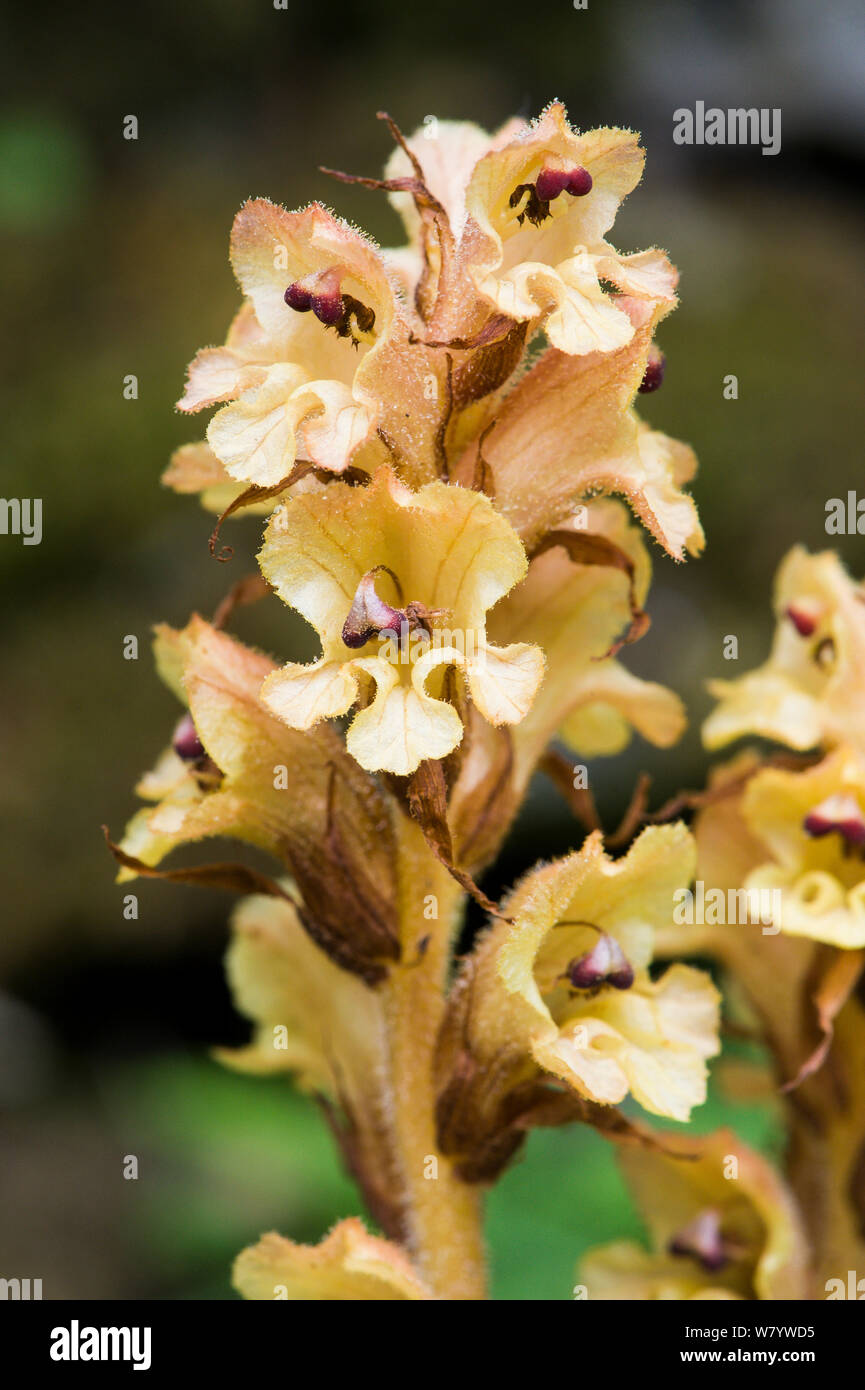Yellow Broomrape (Orobanche lutea) flower, Krk Island, Croatia, June ...